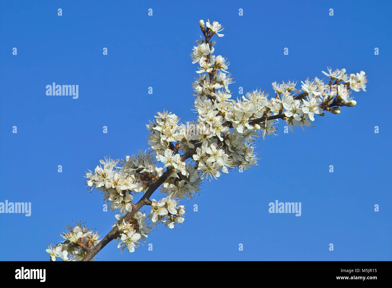 White blossoms,Blackthorn (Prunus spinosa) in spring,Gauting,Upper ...