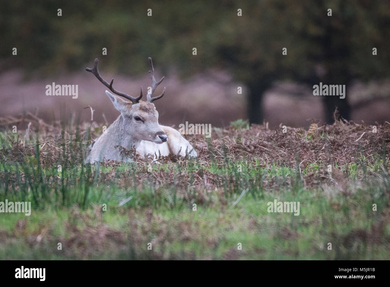 Fallow Deer Sitting in Bracken Stock Photo - Alamy