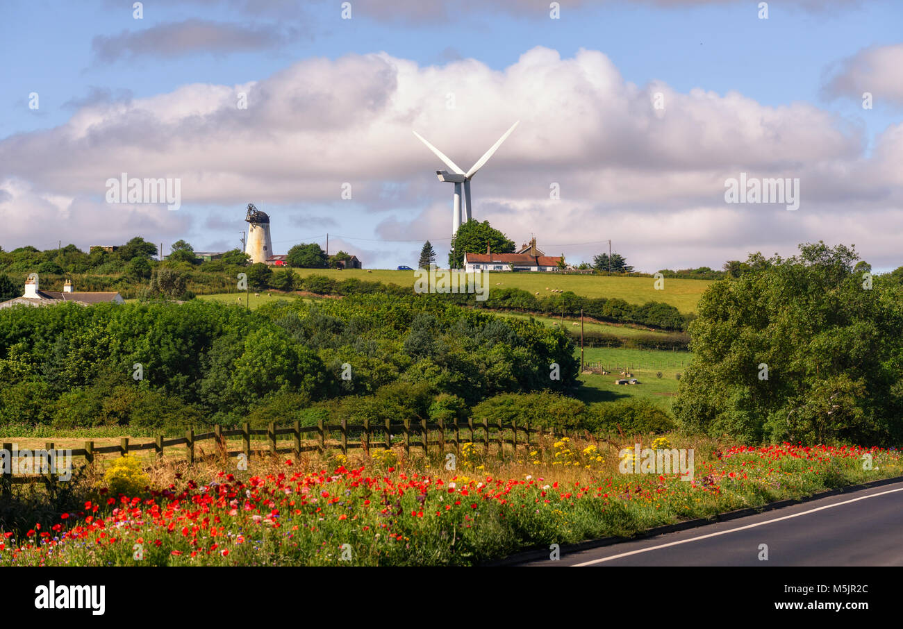 Landscape with fresh flowers, windmills and houses in Hartlepool, UK ...