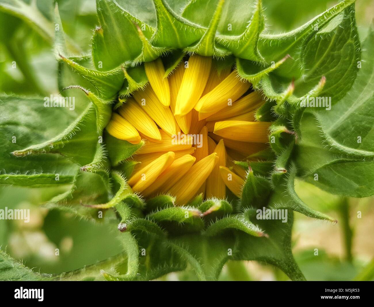 Lone Dog High Resolution Stock Photography and Images - Alamy