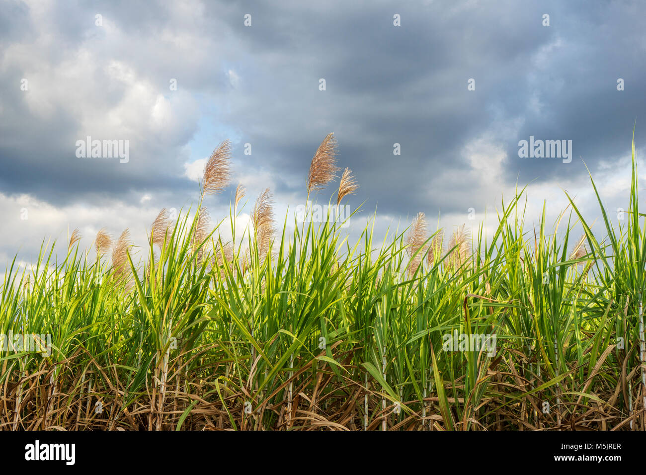 Flowering sugarcane hi-res stock photography and images - Alamy