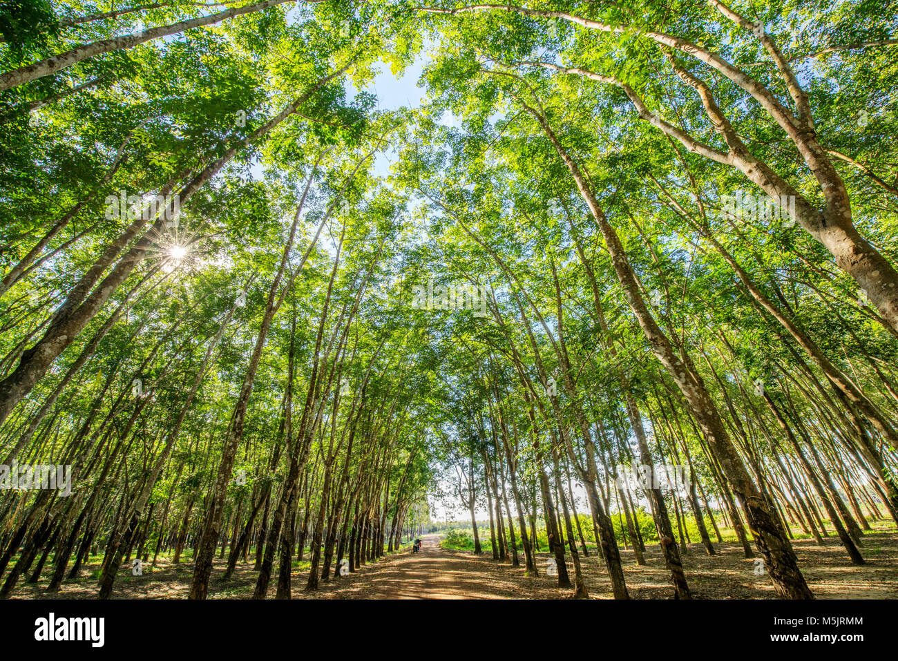 Top of rubber tree and rubber leaf and rubber plantation tree ...