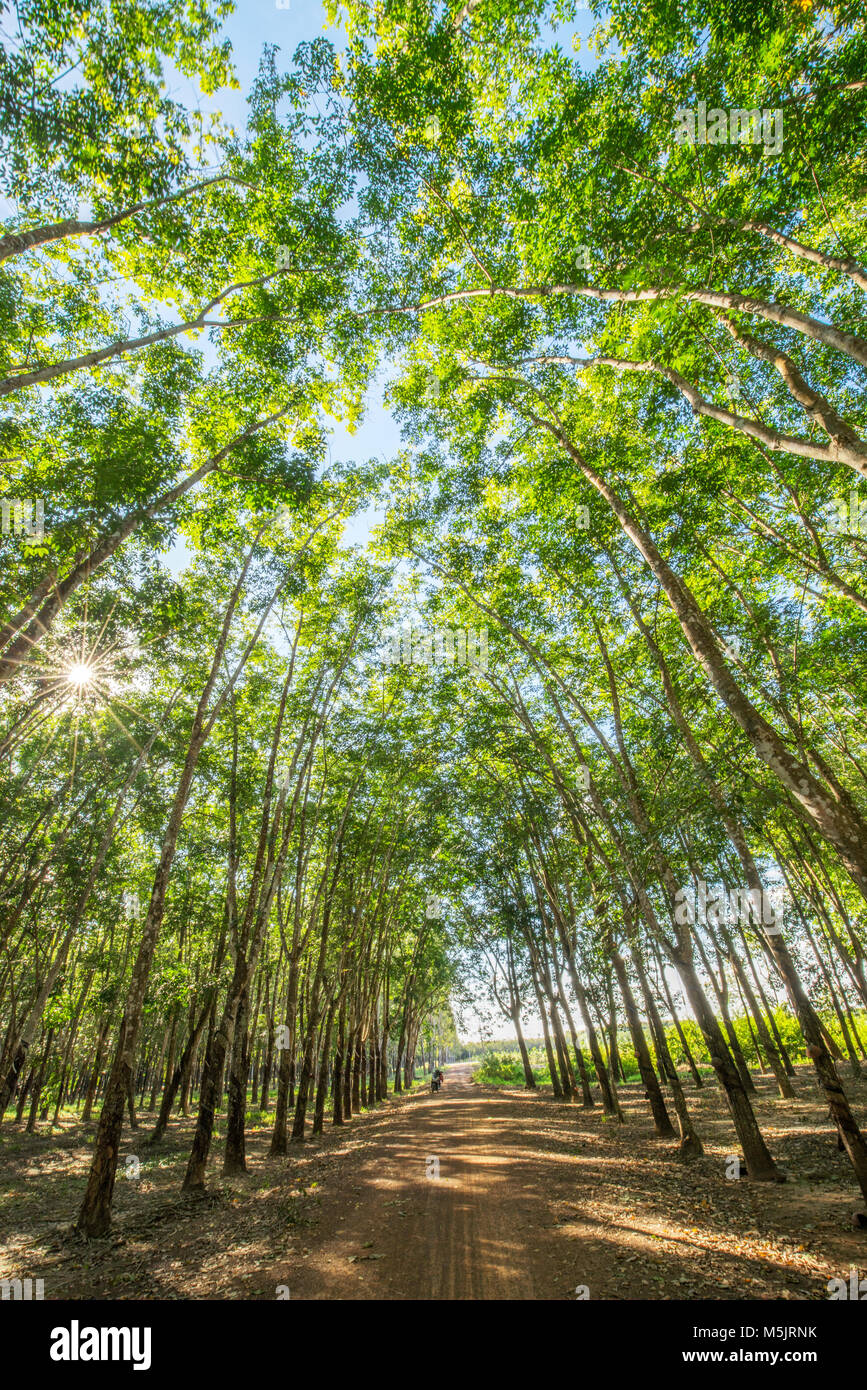 Top of rubber tree and rubber leaf and rubber plantation tree ...