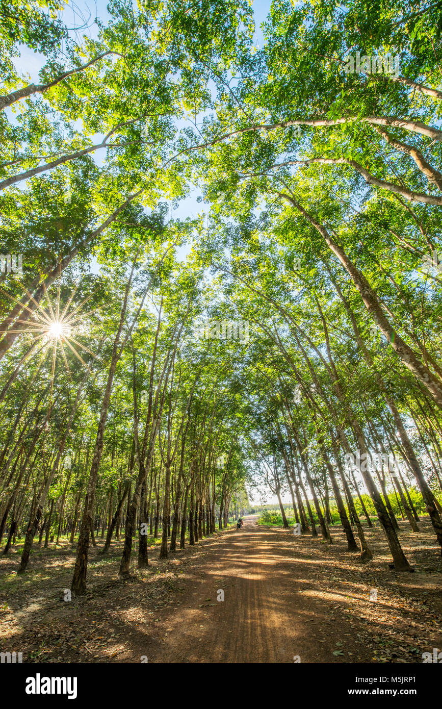 Top of rubber tree and rubber leaf and rubber plantation tree ...