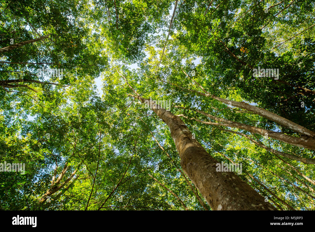 Top of rubber tree and rubber leaf and rubber plantation tree ...