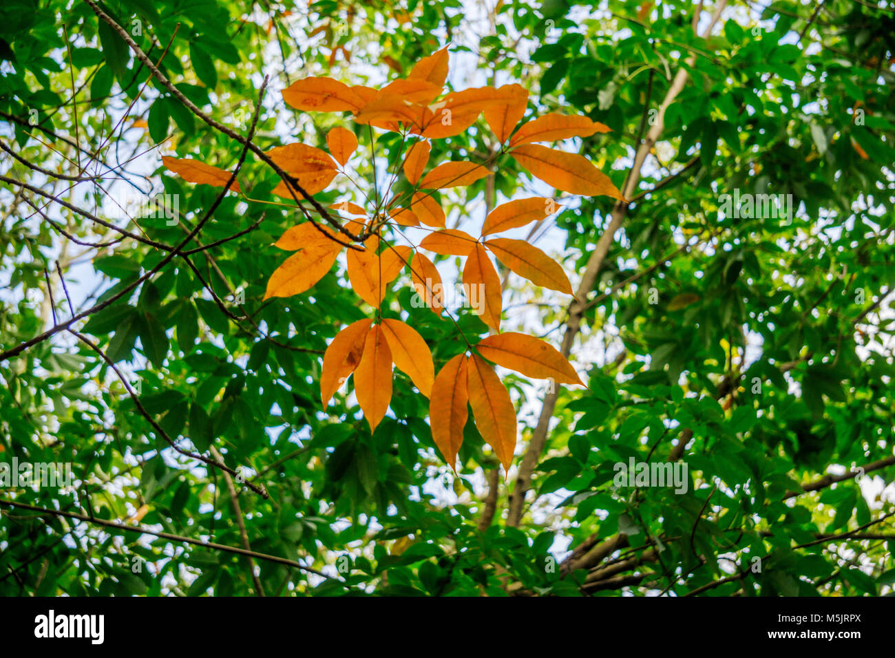 Top of rubber tree and rubber leaf and rubber plantation tree ...