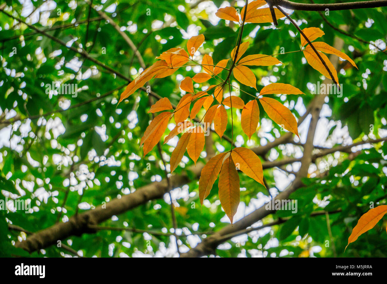 Top of rubber tree and rubber leaf and rubber plantation tree ...