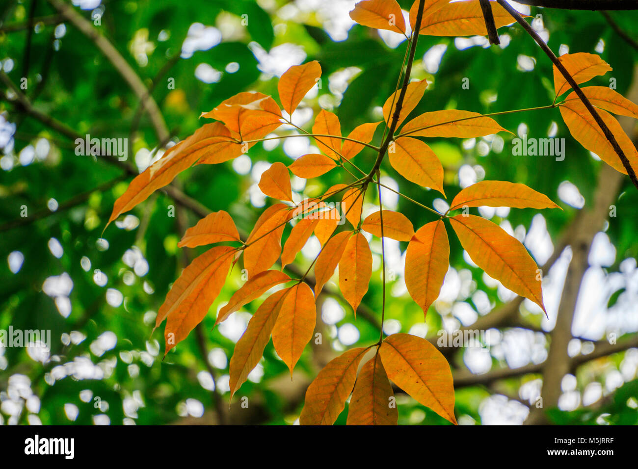 Top of rubber tree and rubber leaf and rubber plantation tree ...