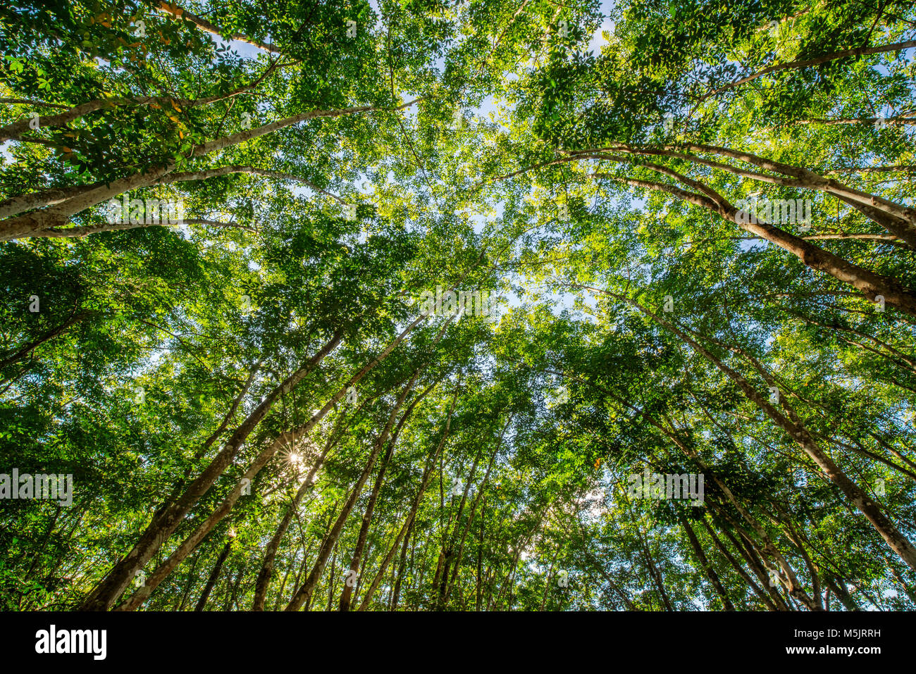 Top of rubber tree and rubber leaf and rubber plantation tree ...