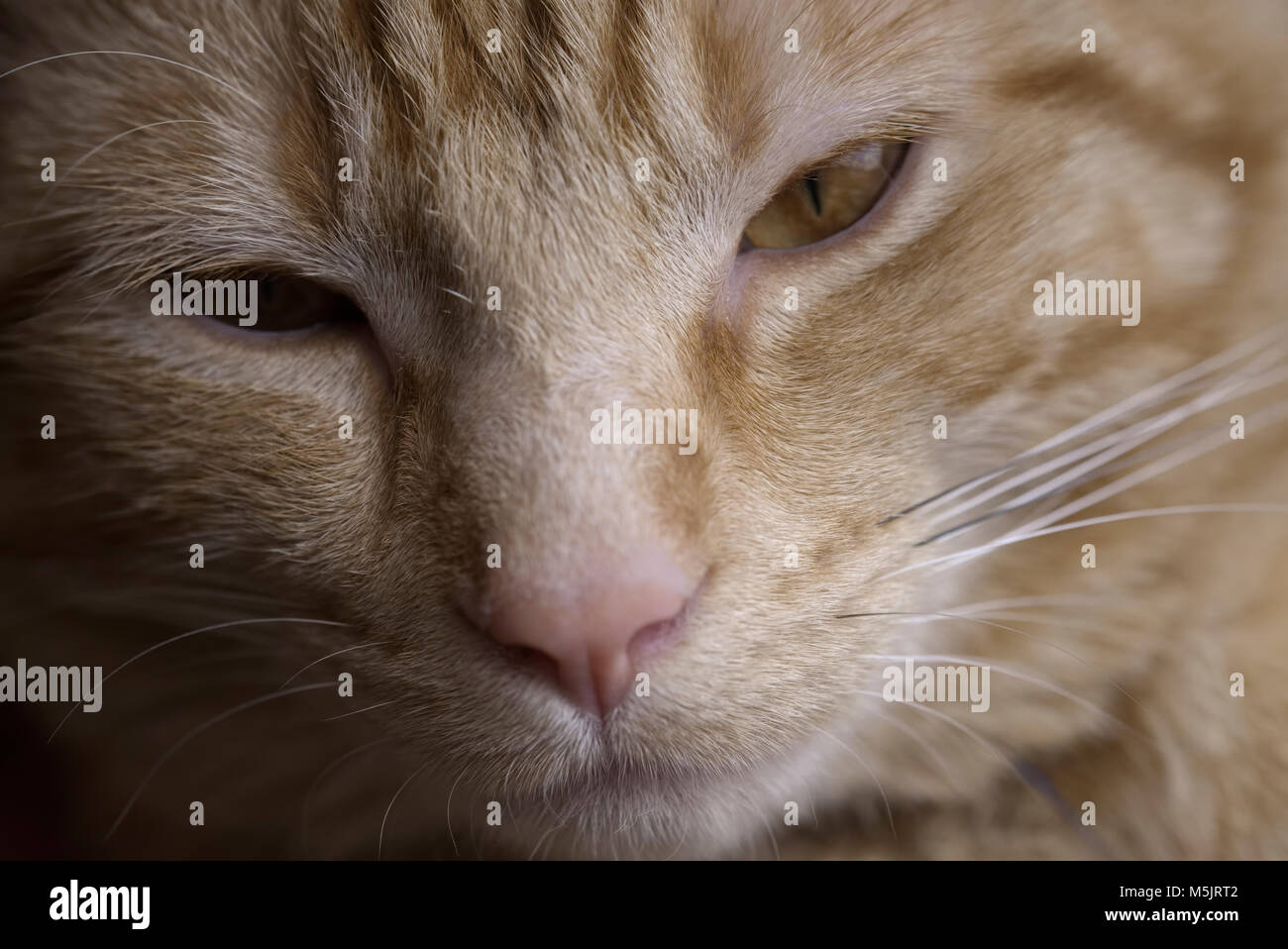close up of kitten face. Cat face close up of orange cat Stock Photo ...
