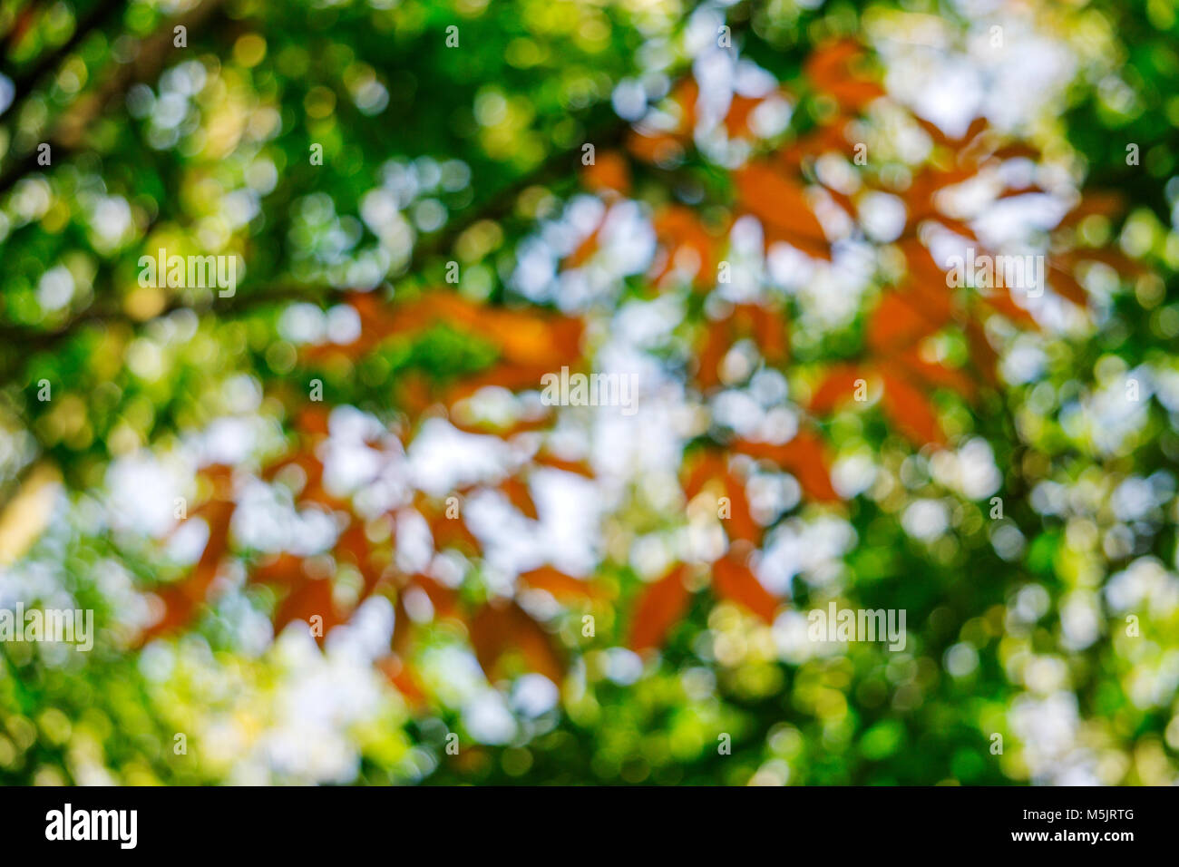 Top of rubber tree and rubber leaf and rubber plantation tree ...