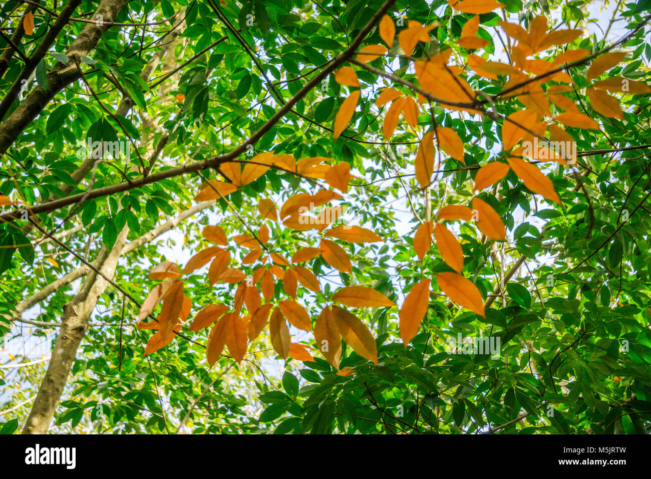 Top of rubber tree and rubber leaf and rubber plantation tree ...