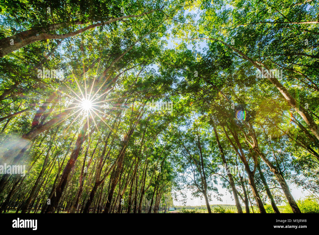 Top of rubber tree and rubber leaf and rubber plantation tree ...