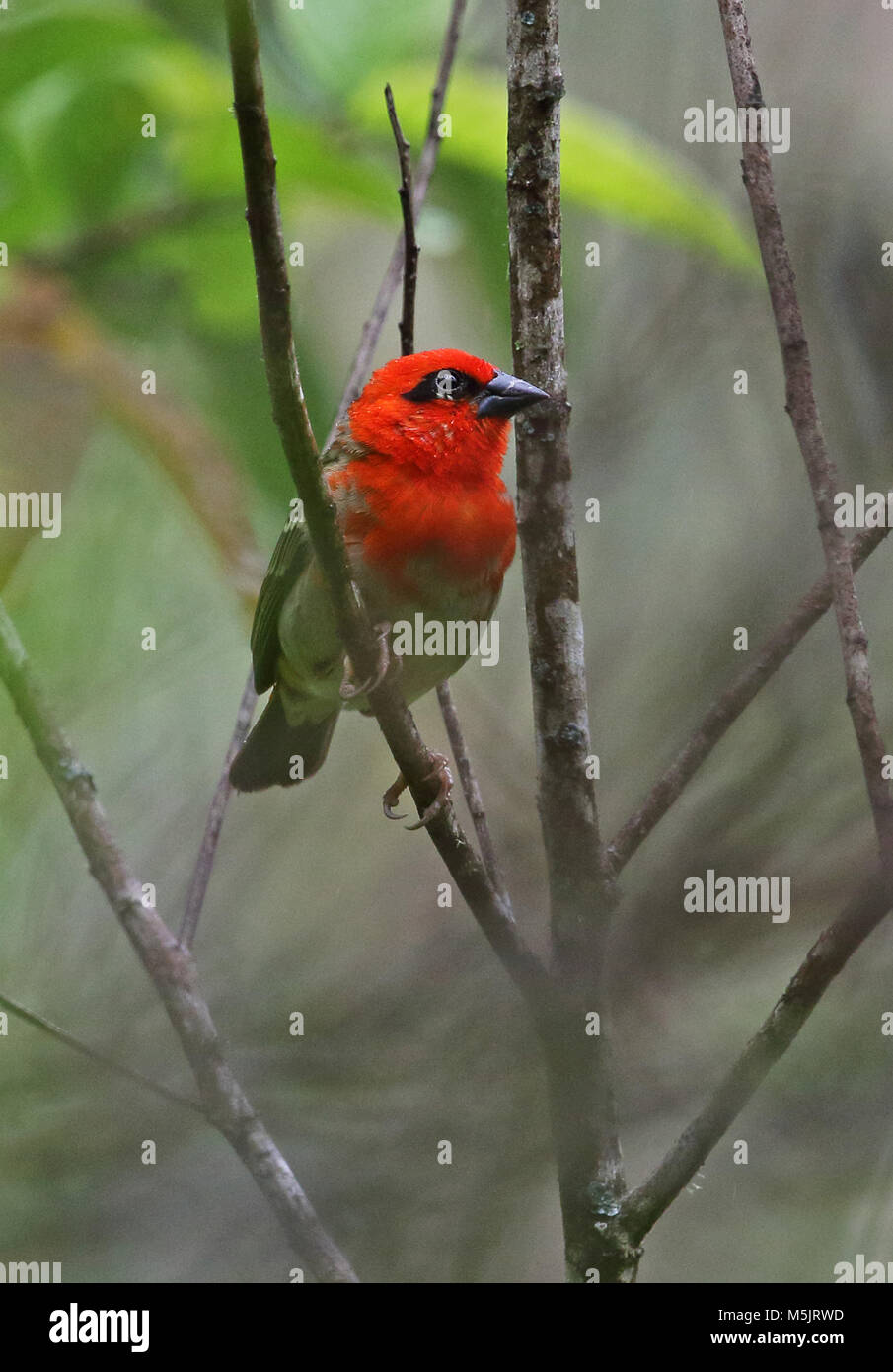 Forest Fody (Foudia omissa) adult male perched on twig, Madagascan ...