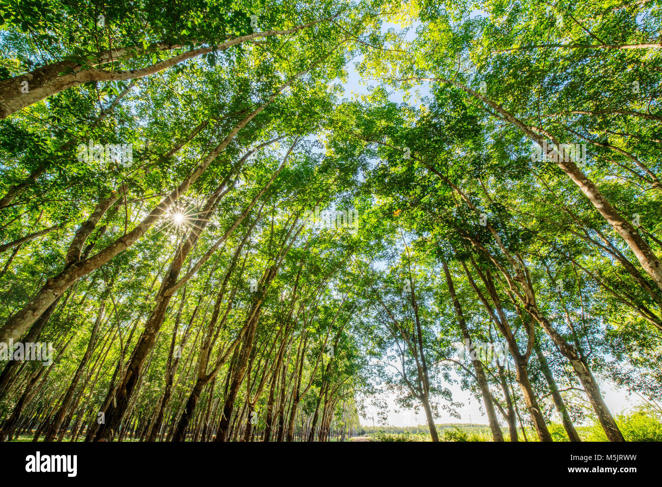 Top of rubber tree and rubber leaf and rubber plantation tree ...