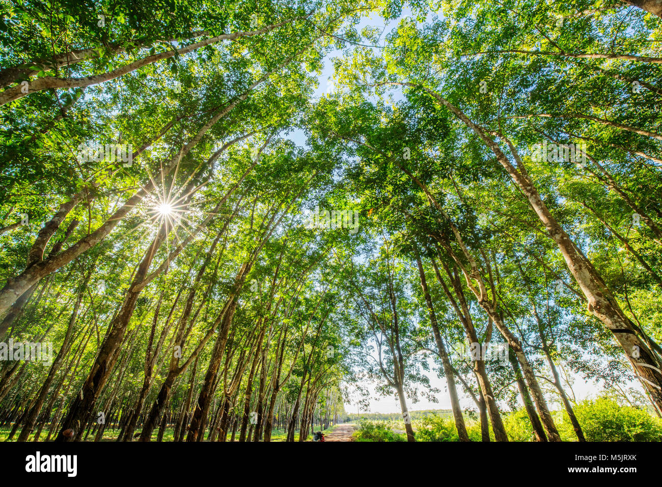 Top of rubber tree and rubber leaf and rubber plantation tree ...