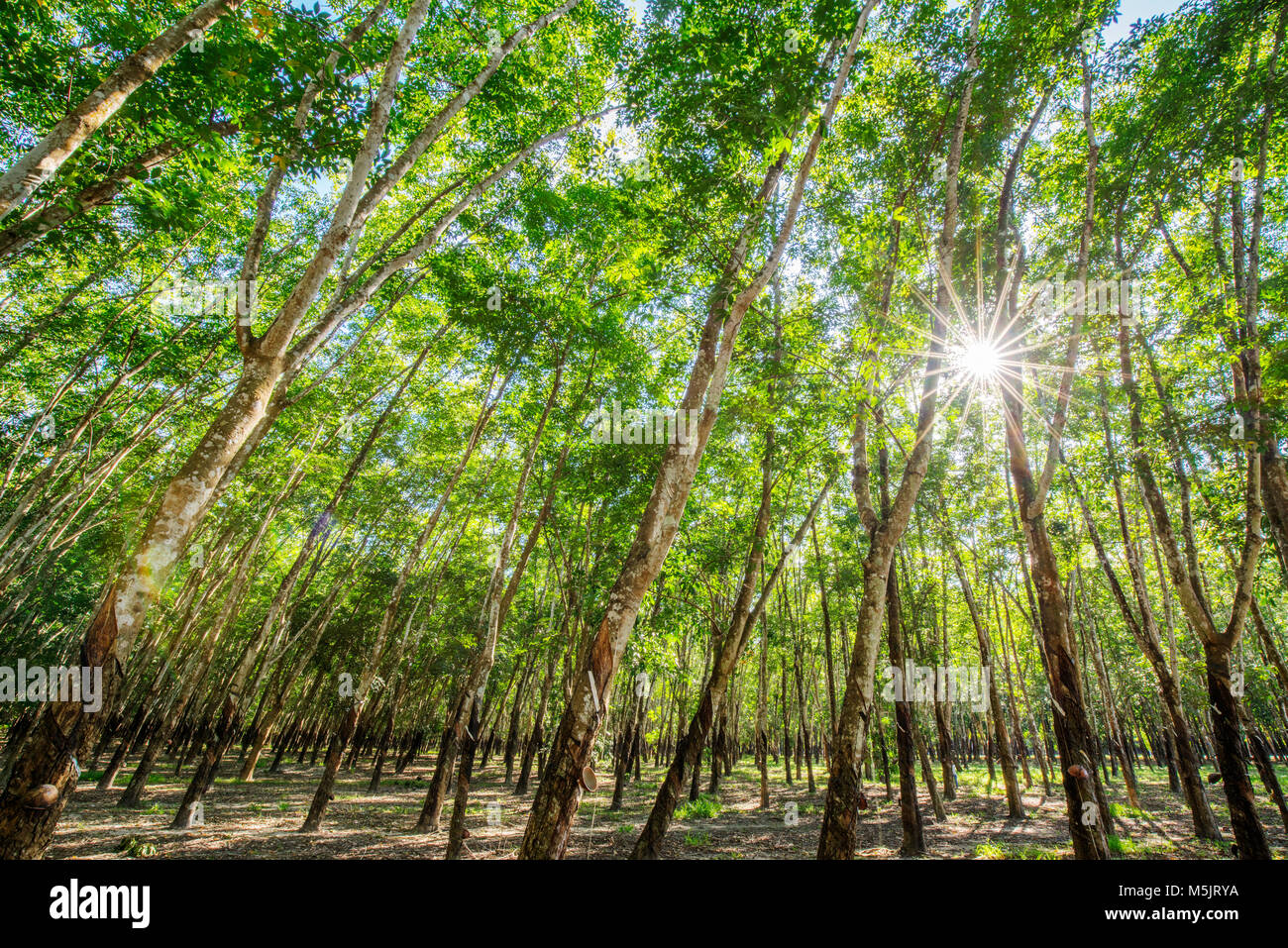 Top of rubber tree and rubber leaf and rubber plantation tree ...