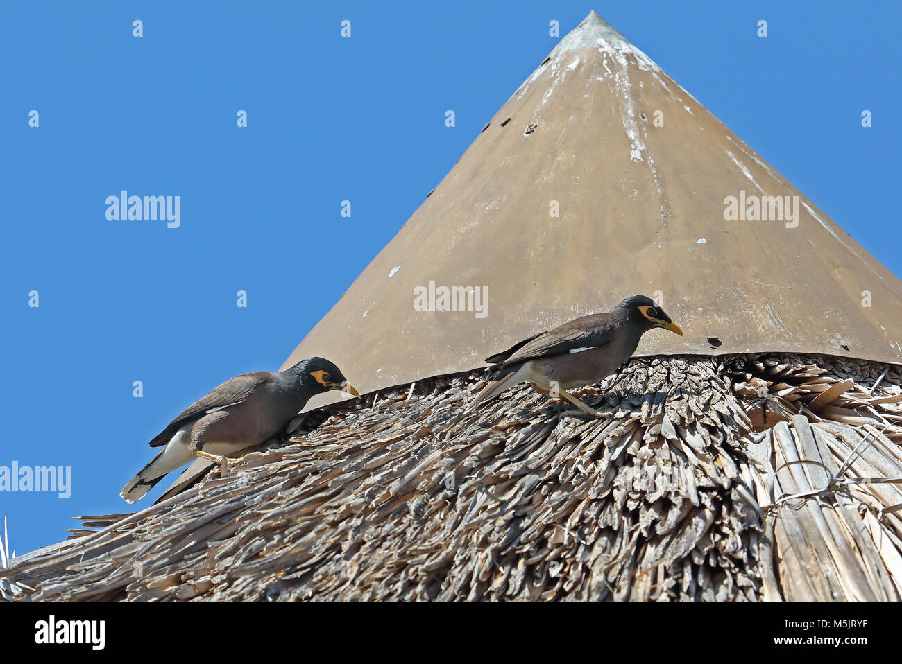 Madagascar insects hi-res stock photography and images - Alamy
