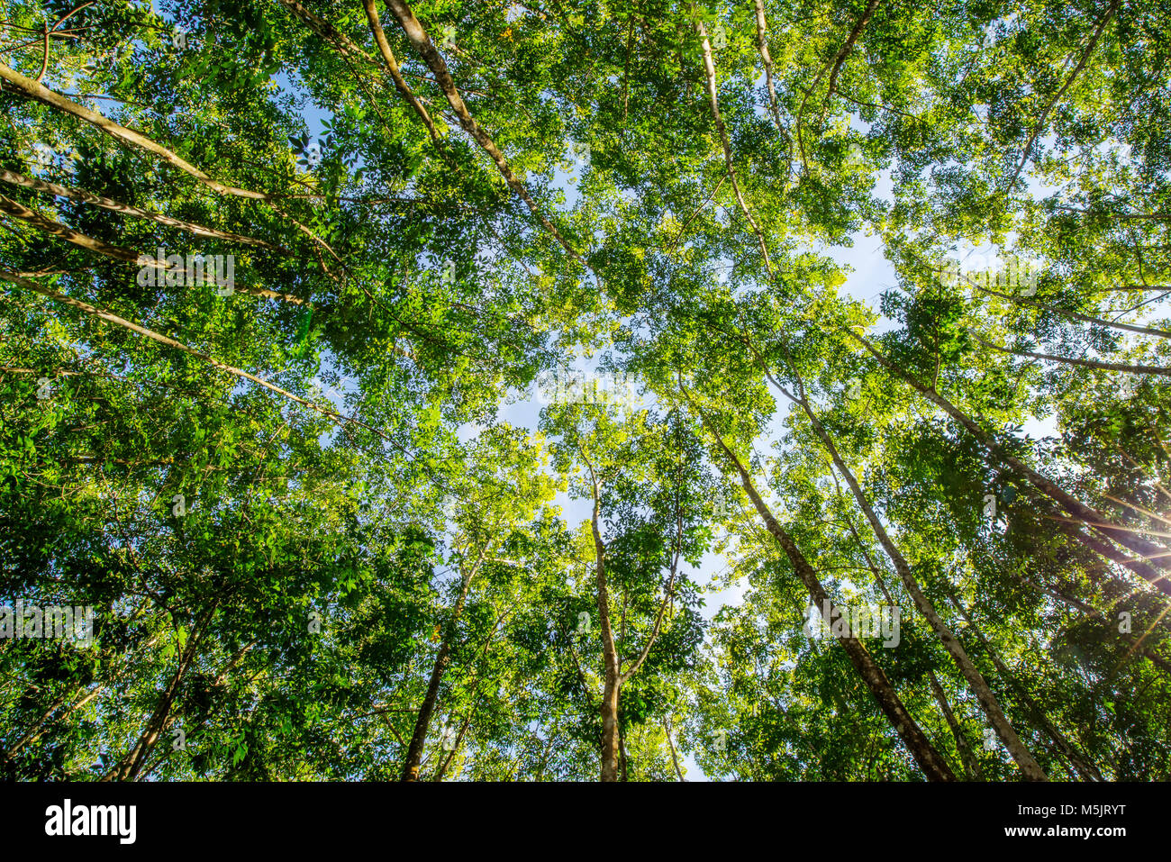 Top of rubber tree and rubber leaf and rubber plantation tree ...