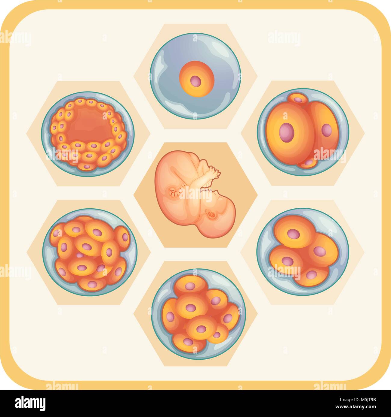 Diagram showing reproductive of human illustration Stock Vector Image ...