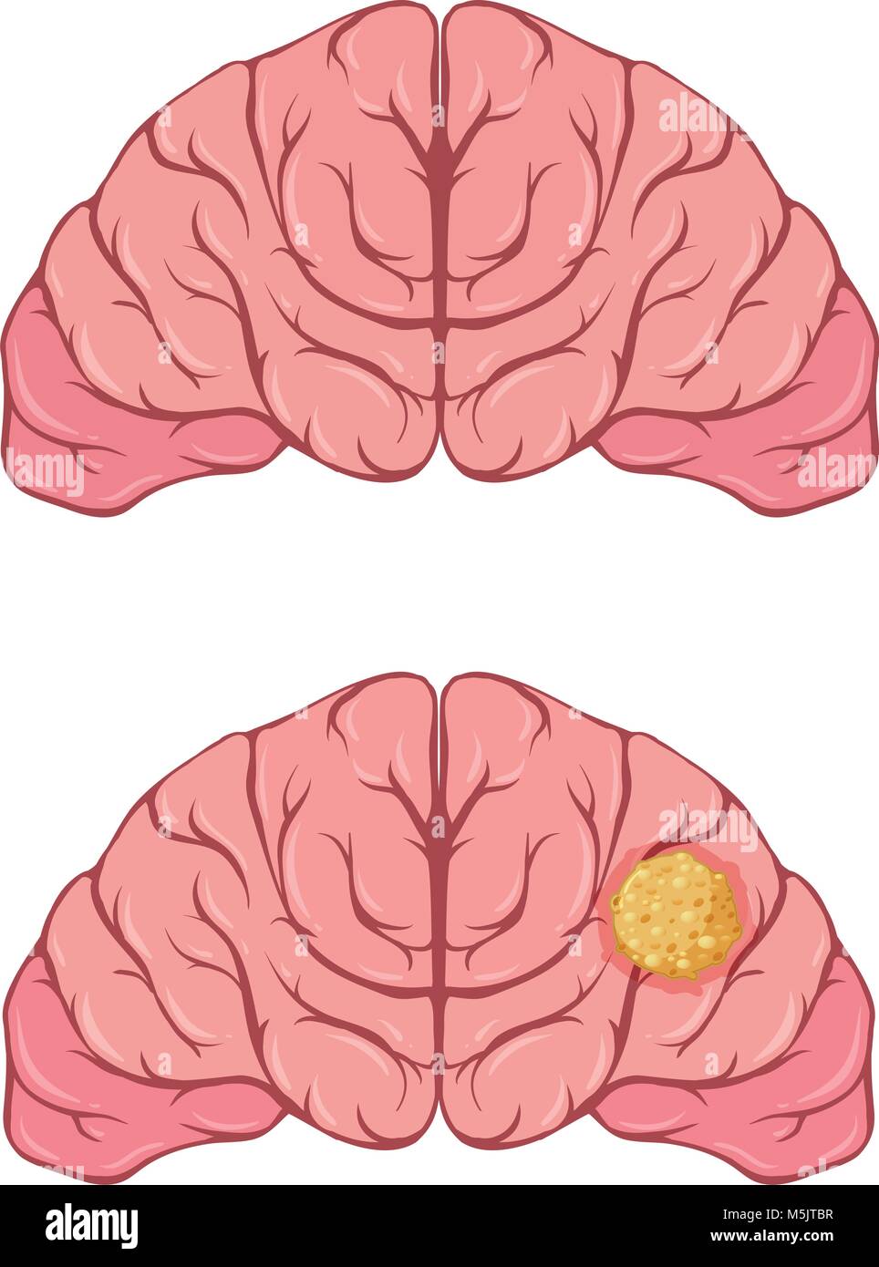 Image human brain diagram Stock Vector Images - Alamy