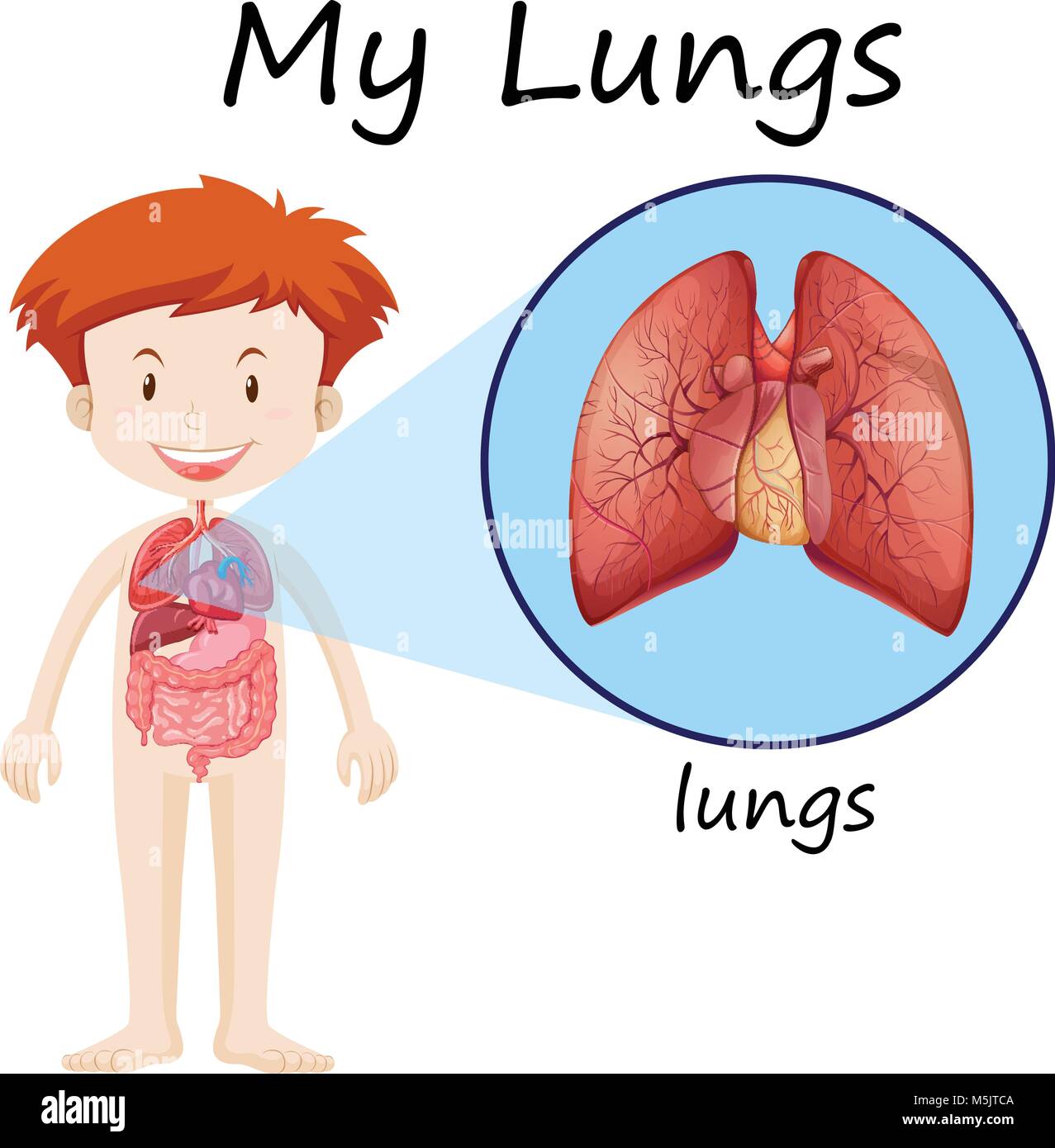 Respiratory System Diagram For Kids