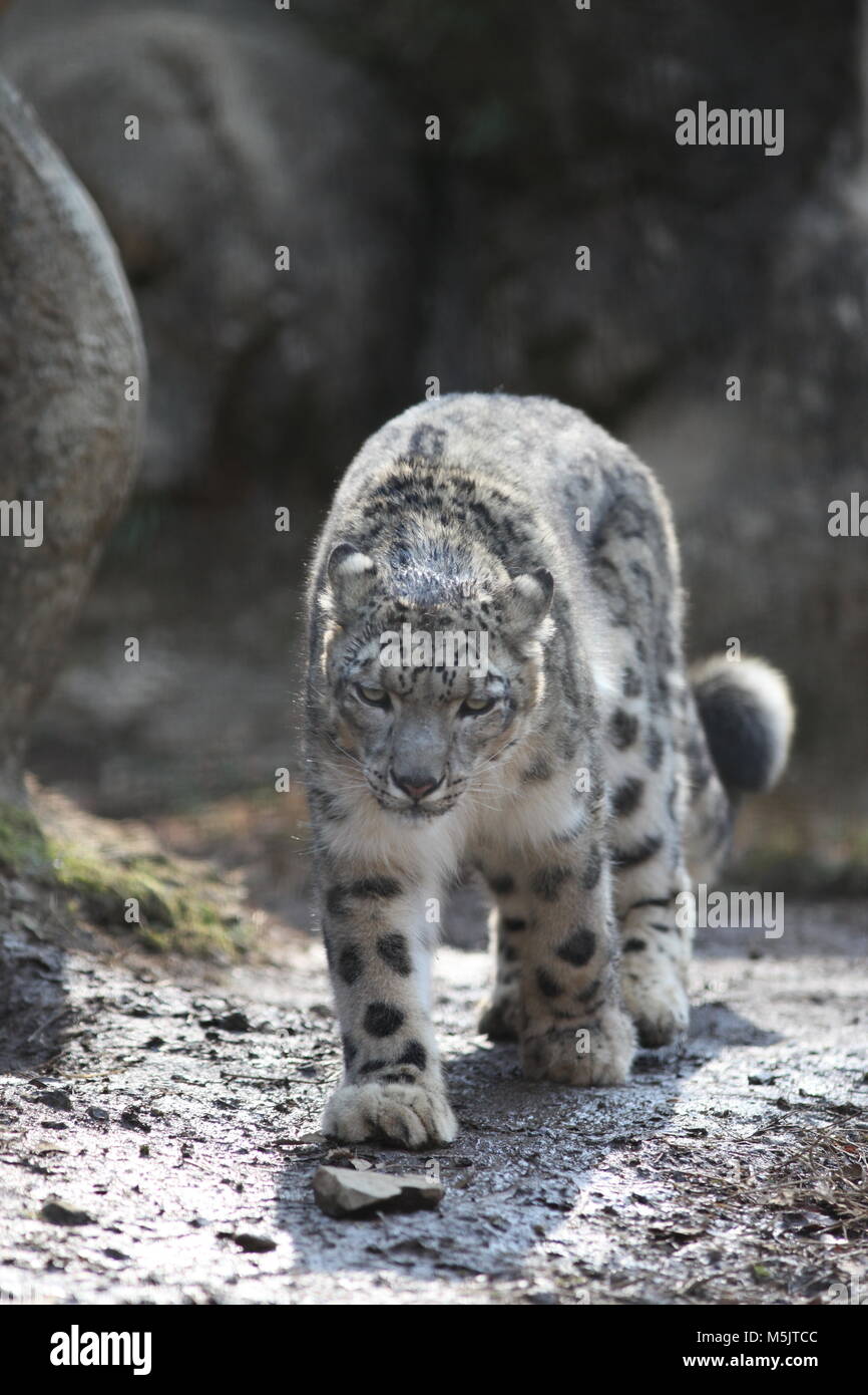 Tama Zoological Park,Tokyo Stock Photo - Alamy
