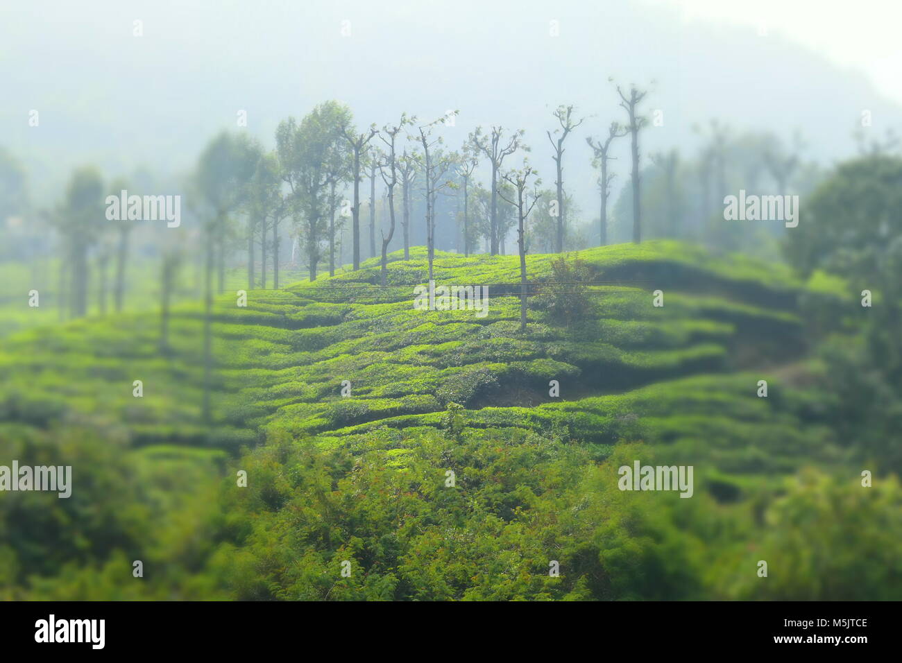 Ooty hi-res stock photography and images - Alamy