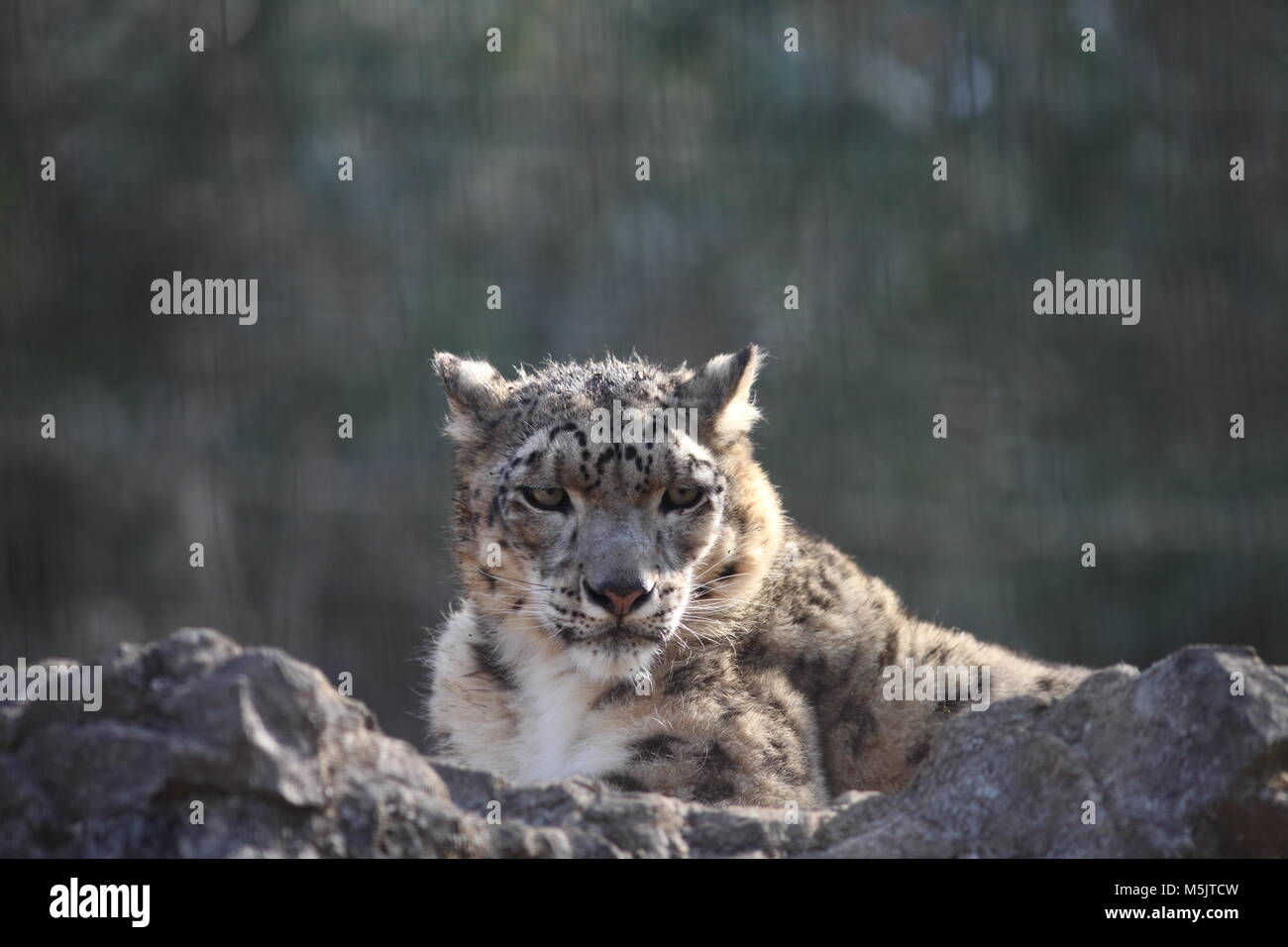 Snow Leopard Panthera Uncia Lying High Resolution Stock Photography and ...