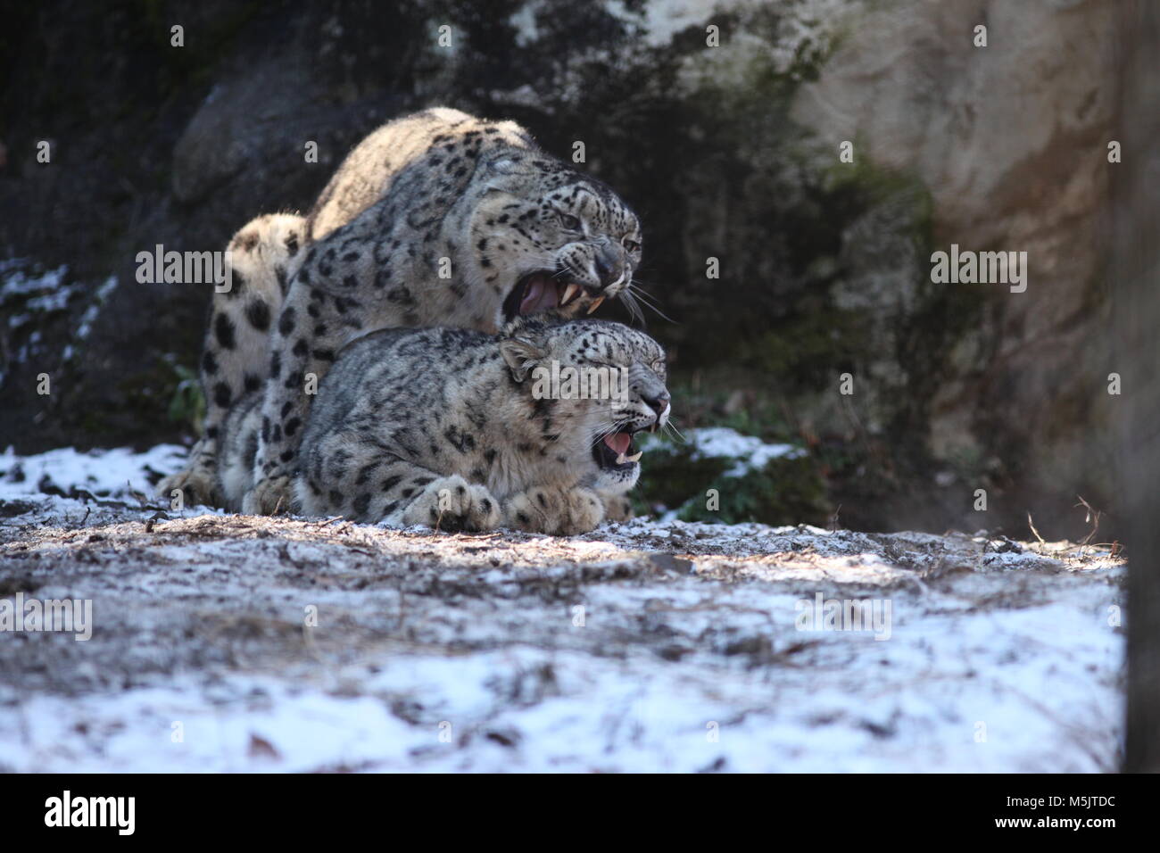 Tama Zoological Park,Tokyo Stock Photo - Alamy