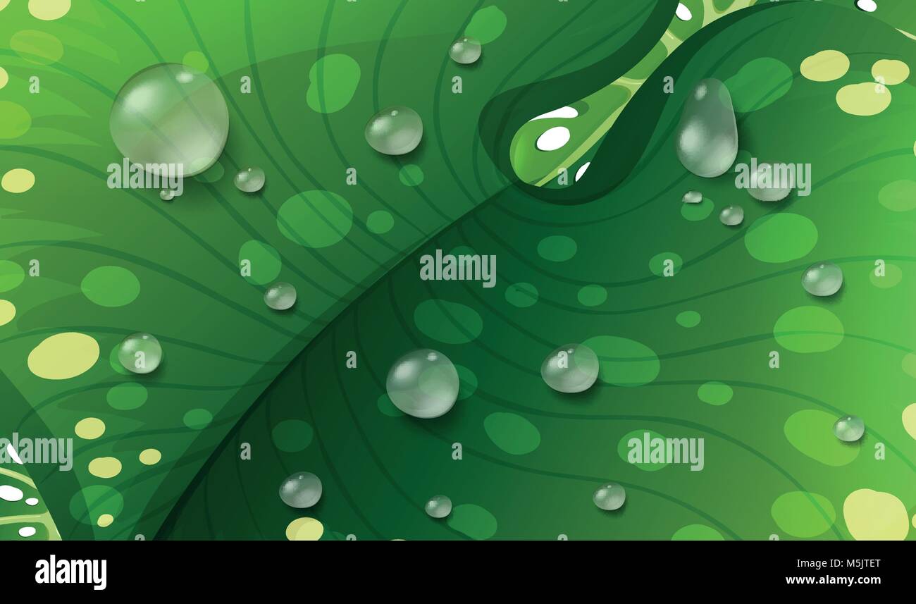 Waterdrops on green leaf illustration Stock Vector Image & Art - Alamy