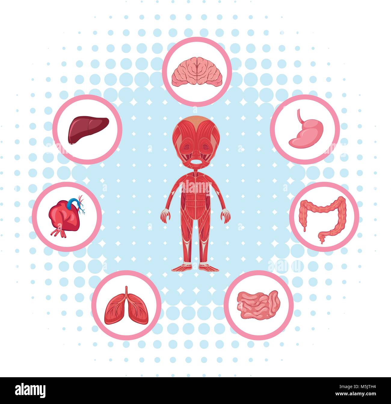 Human anatomy with different organs on poster illustration Stock Vector ...
