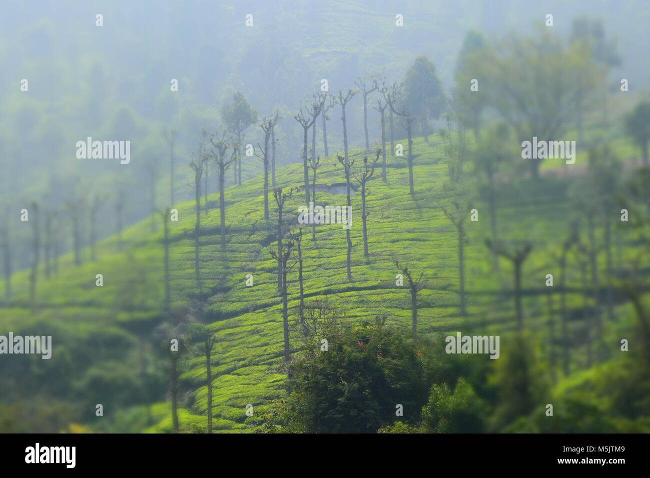 Theyila hi-res stock photography and images - Alamy