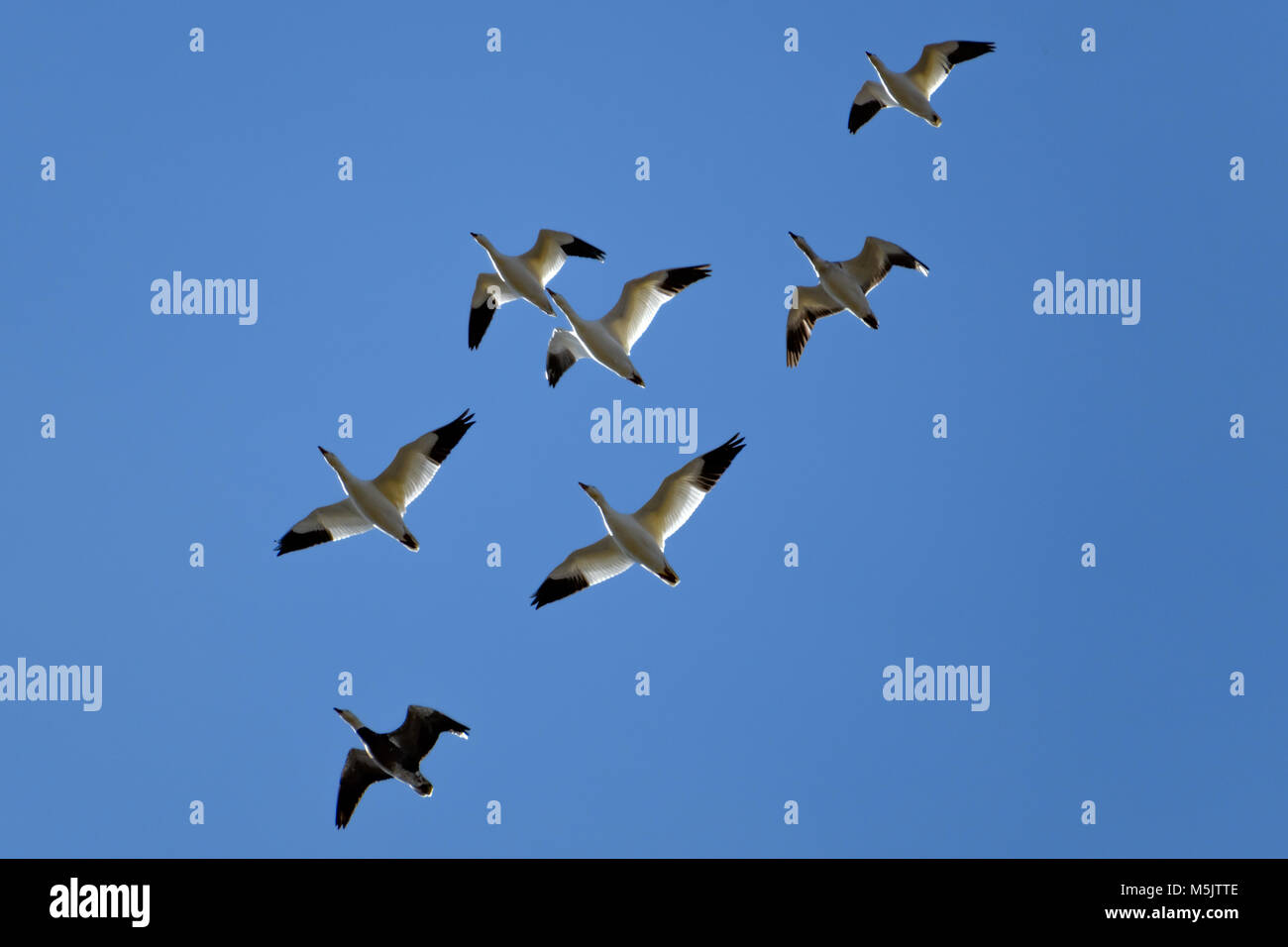 Snow Geese - Anser caerulescens - Including Blue Goose morph, Migrating ...