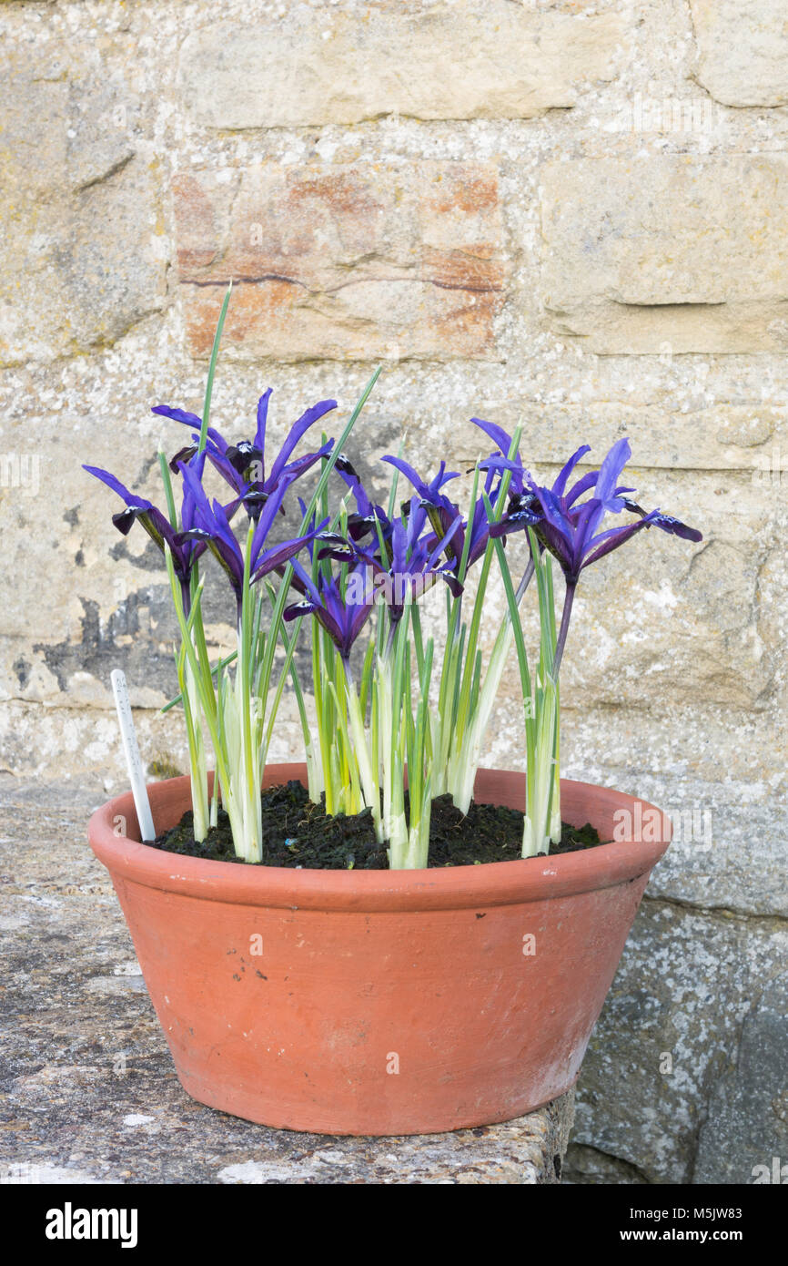 Iris reticulata Blue Note Stock Photo - Alamy