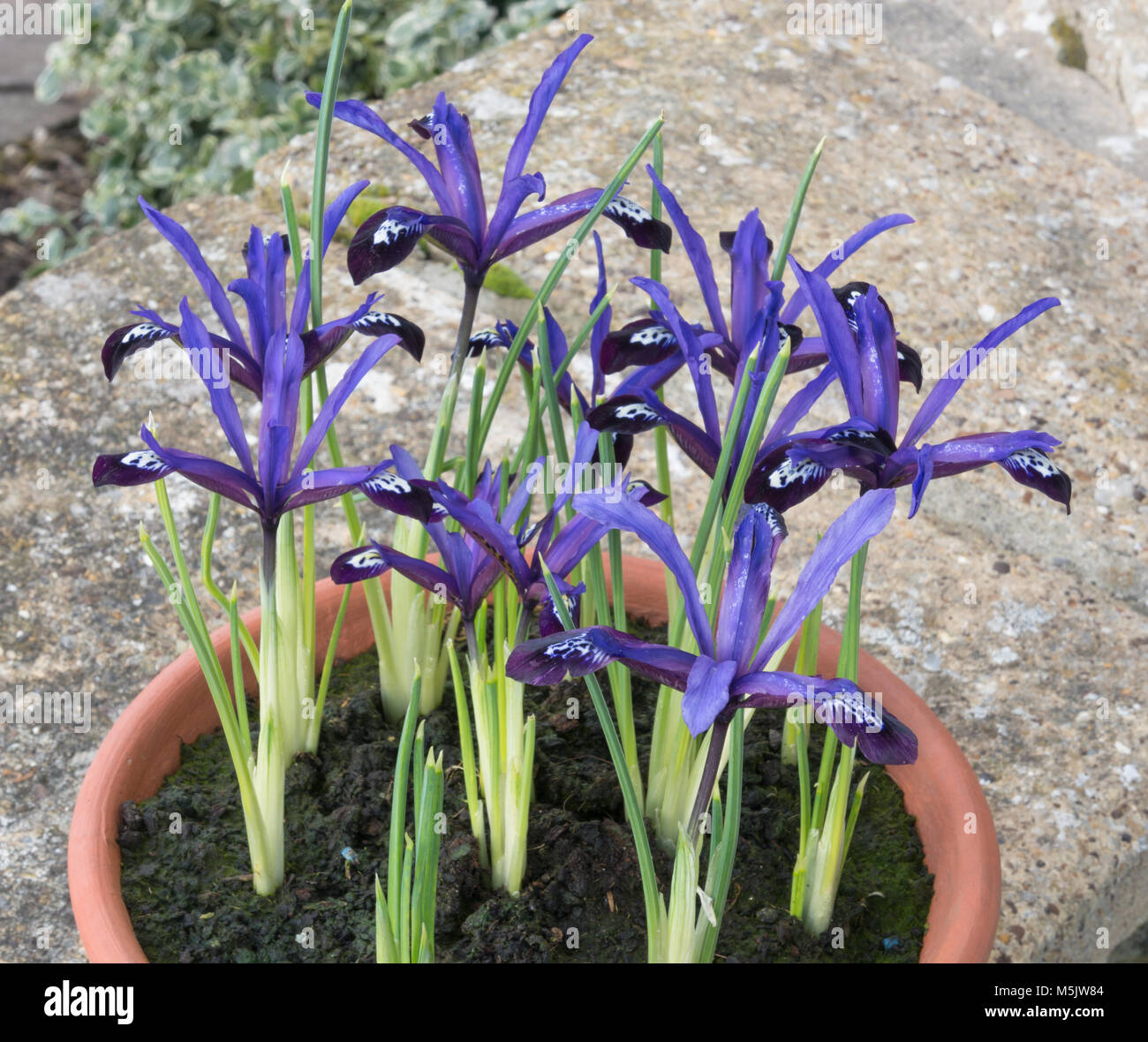 Iris reticulata Blue Note Stock Photo - Alamy