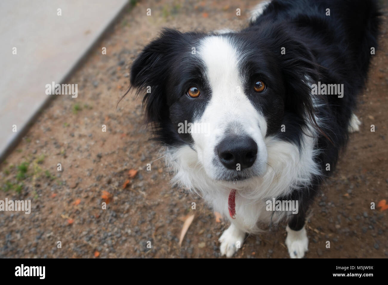 Border Collie from , Victoria, Australia Stock Photo - Alamy
