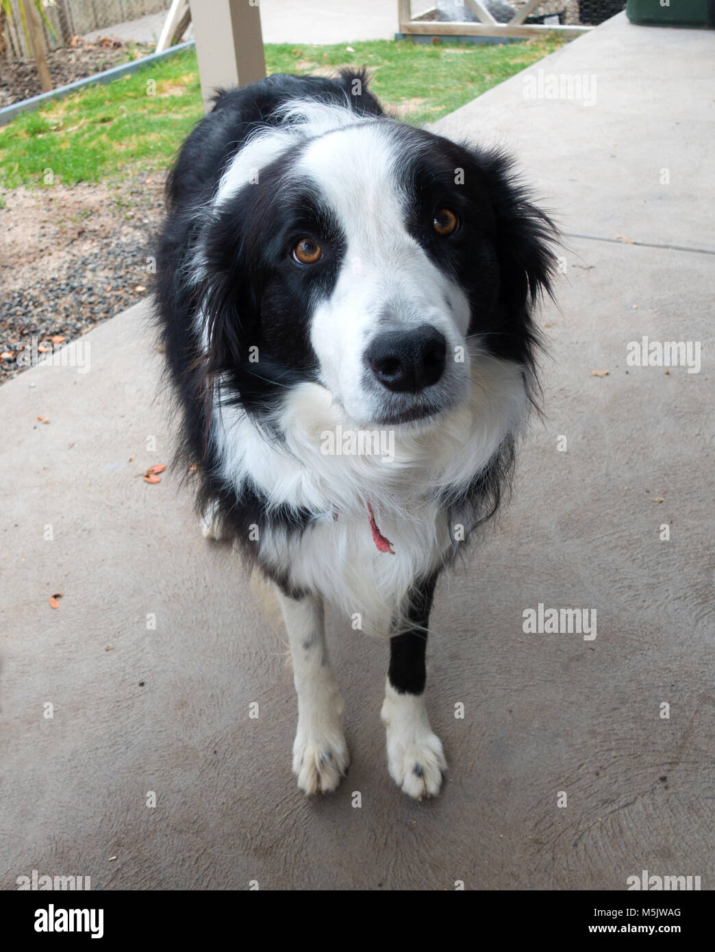 Australian border collie hi-res stock photography and images - Alamy
