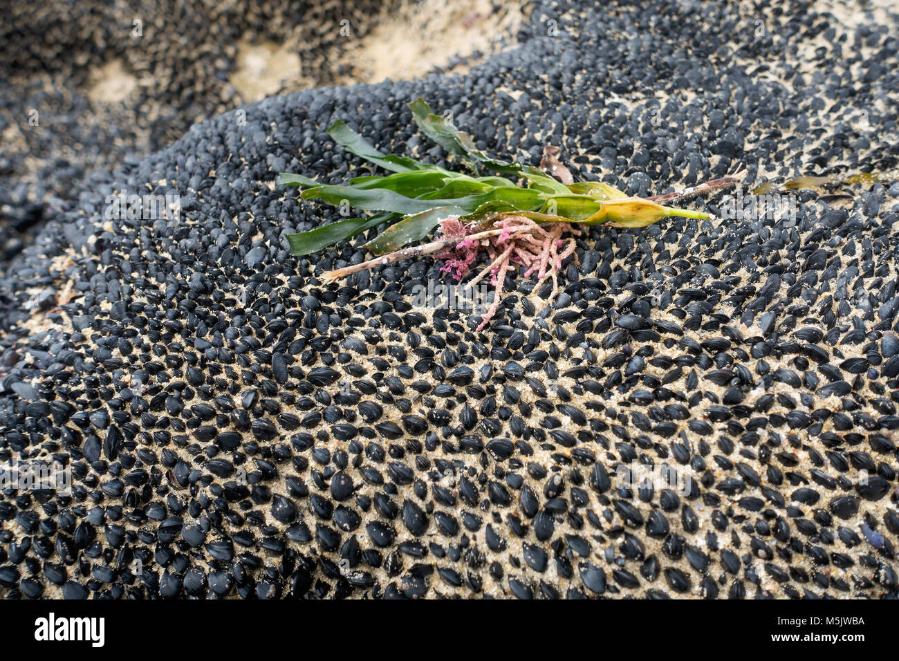 Growing Mussell Colony at the Beach Stock Photo - Alamy
