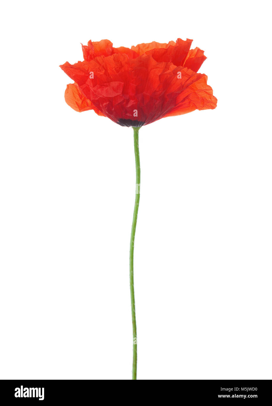 Red poppy isolated on white background Stock Photo - Alamy