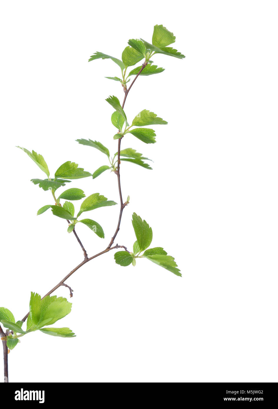 Branch with young green spring leaves isolated on white Stock Photo - Alamy