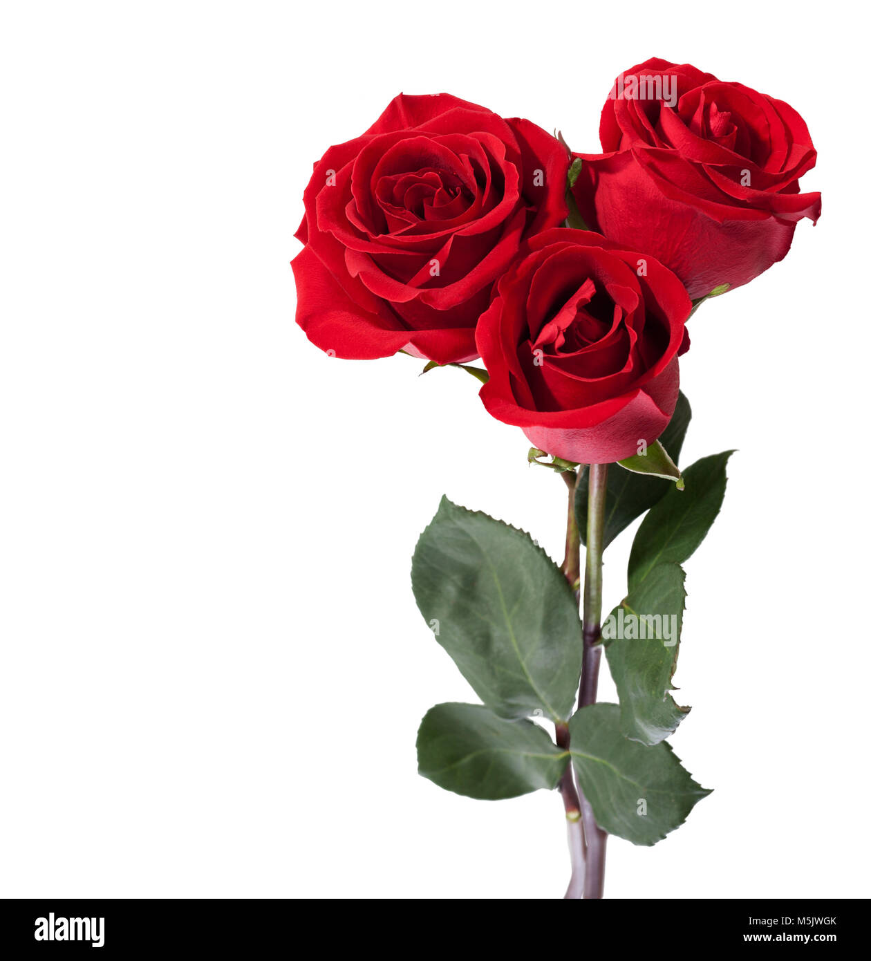 Three dark red roses isolated on white Stock Photo - Alamy