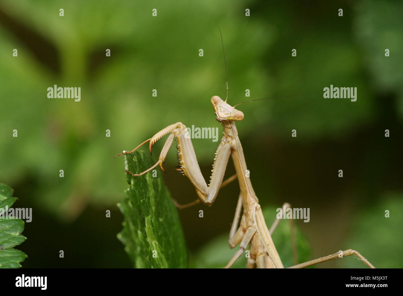 Prayingmantis hi-res stock photography and images - Alamy