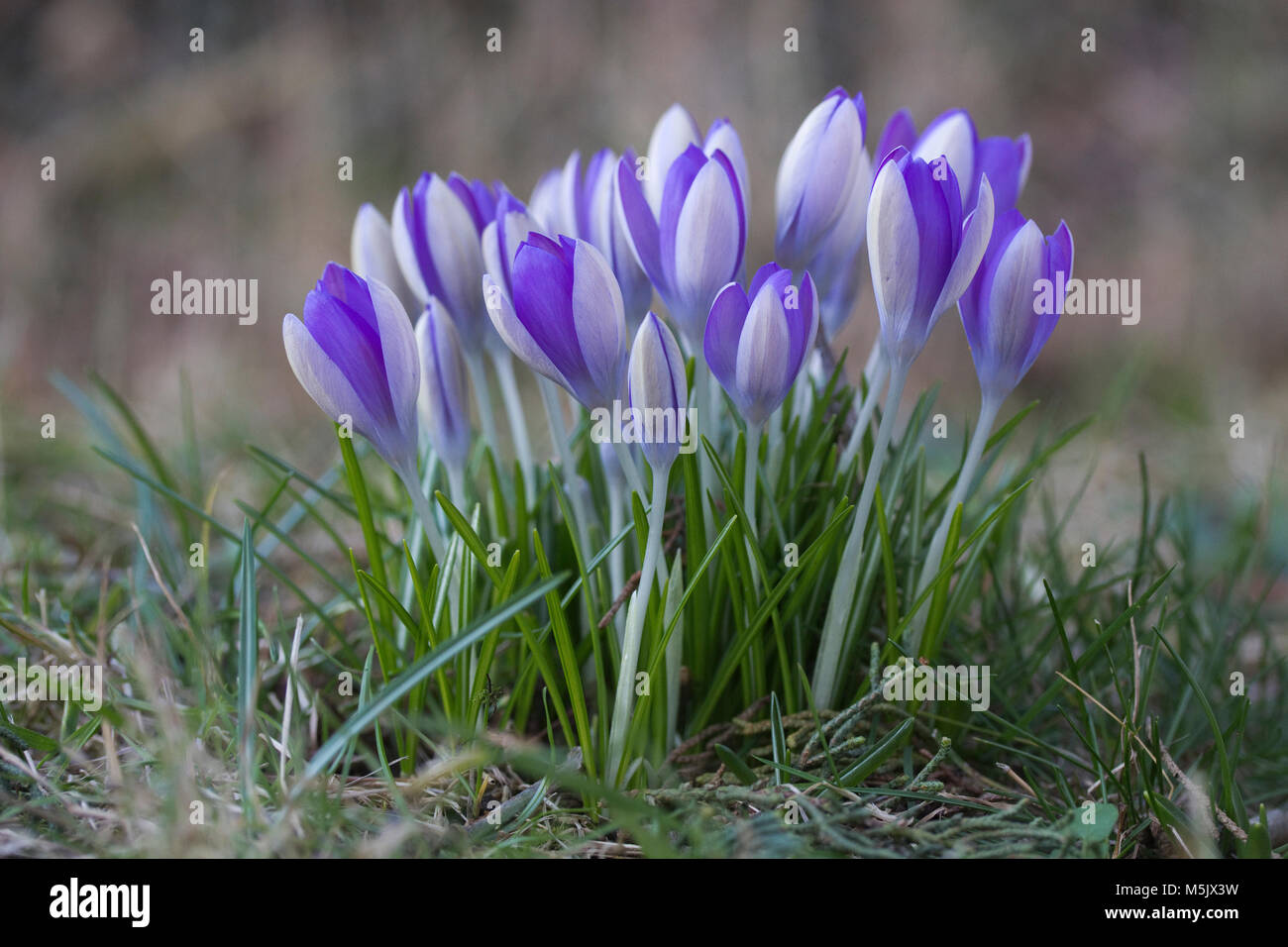 Naturalised bulbs in lawn hi-res stock photography and images - Alamy