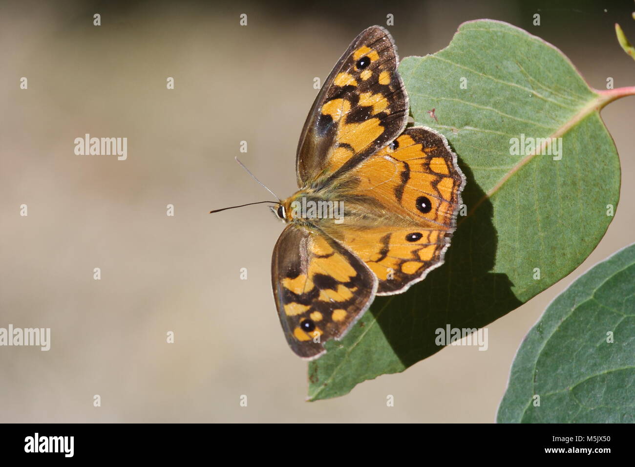 Australian Common Brown Butterfly, 'Heteronympha merope Fabricius ...