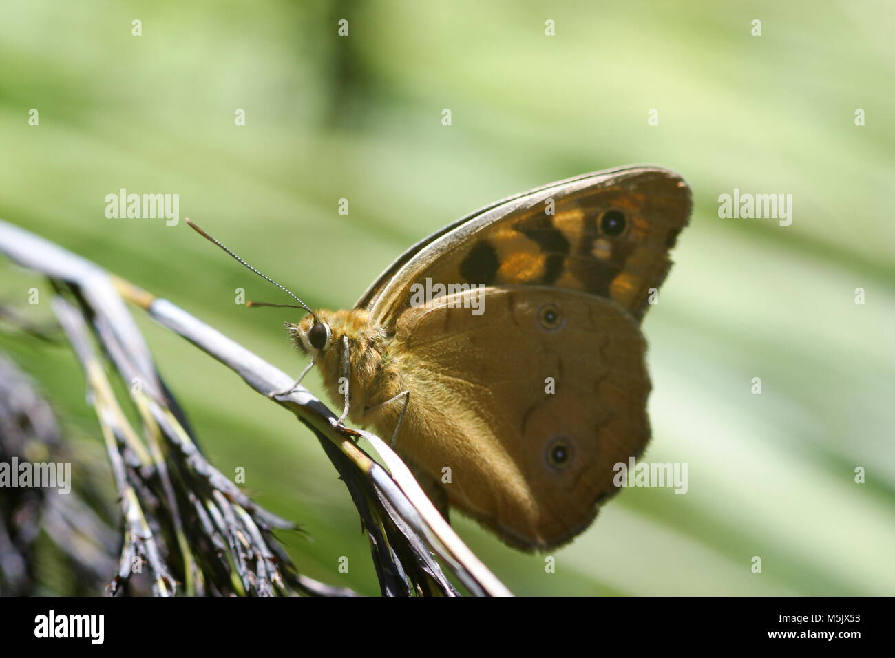 Australian Common Brown Butterfly 'Heteronympha merope Fabricius' Stock ...
