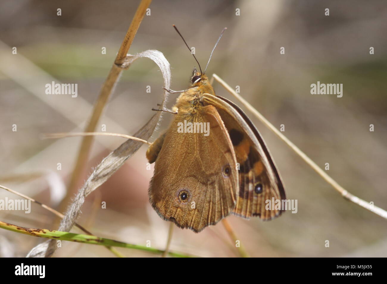 Australian Common Brown Butterfly 'Heteronympha merope Fabricius' Stock ...
