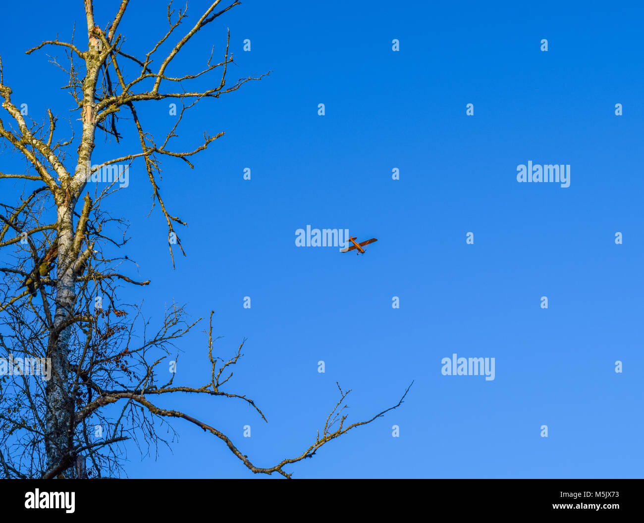 Plane flying in front of a deep blue sky in autumn, tree next to the ...