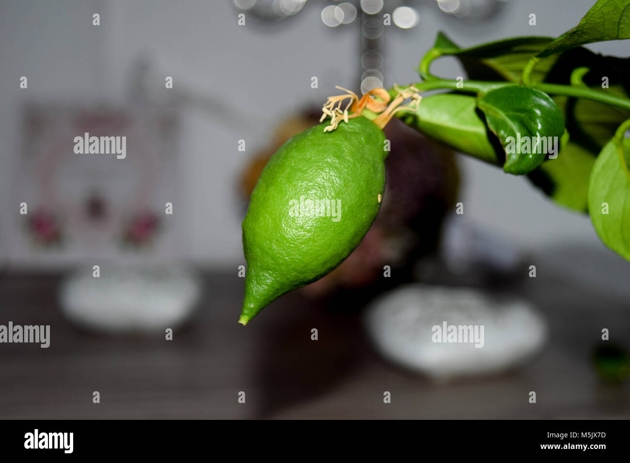 Baby Lemon still green grows on a lemon tree, little lemon Stock Photo ...