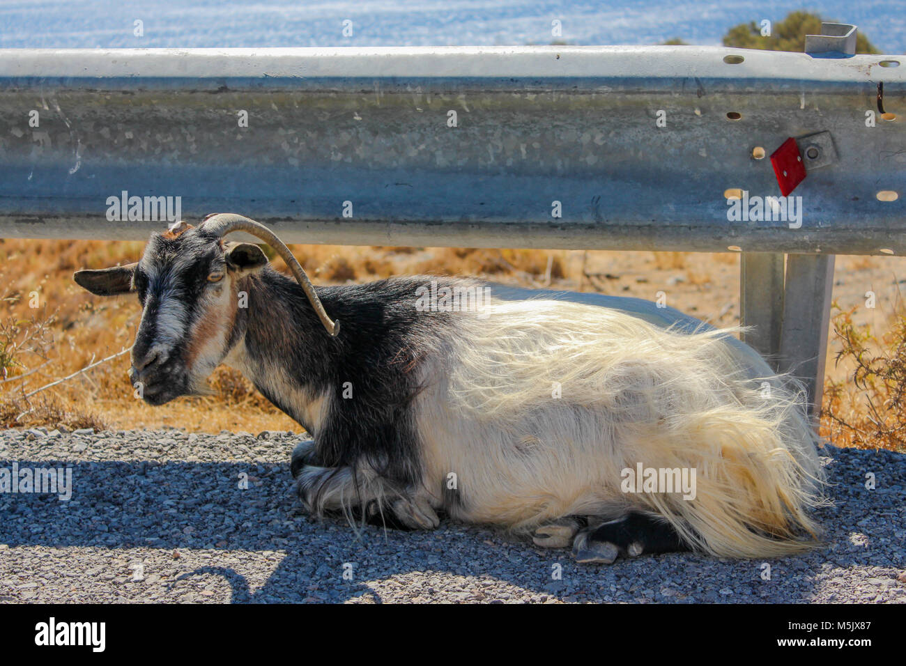 Goat lying in street hi-res stock photography and images - Alamy